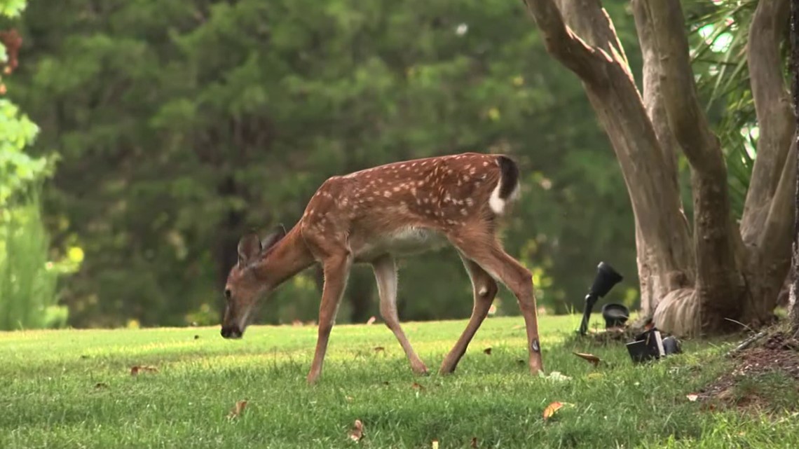 Tega Cay city leaders to move forward with plan to cull deer | wcnc.com