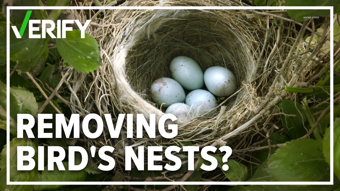 How to handle birds nests on your property | wcnc.com