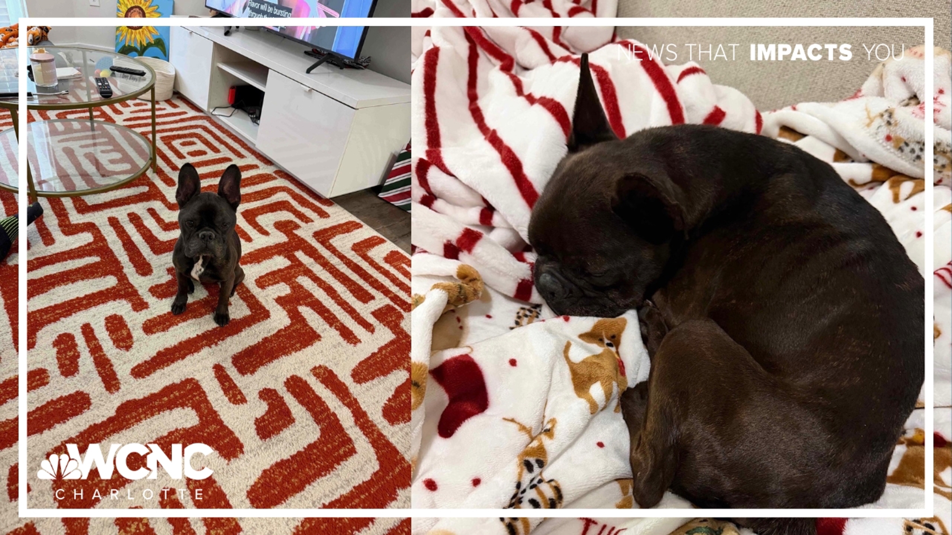 Julio the French bulldog is back home with his owner nearly a year ...