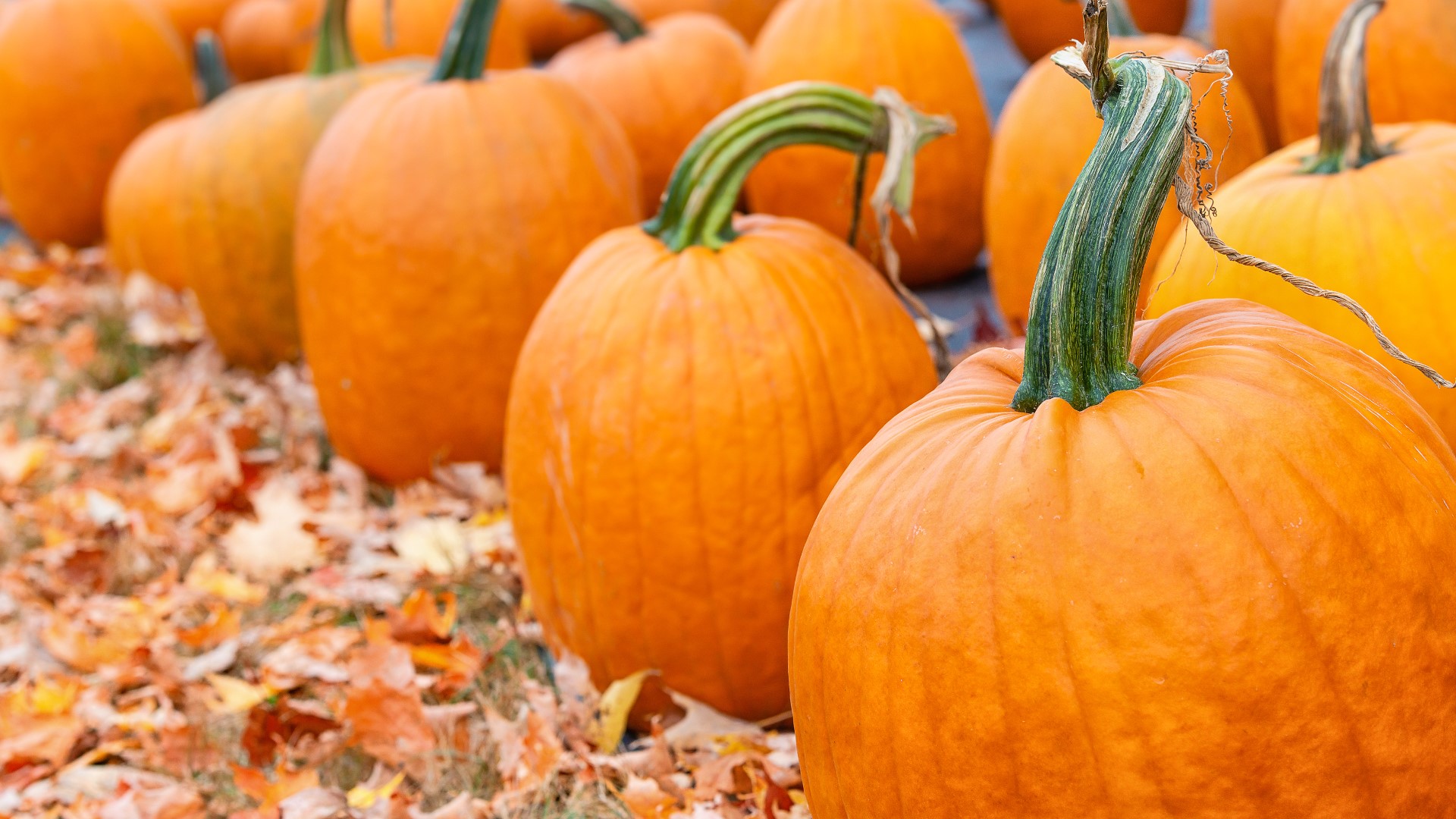 What weather creates the perfect pumpkin and apple crop | wcnc.com