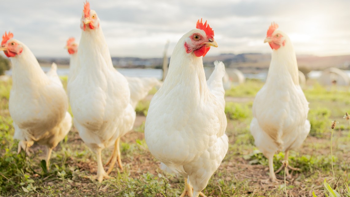 Case Farms facing animal cruelty allegations at Morganton plant | wcnc.com