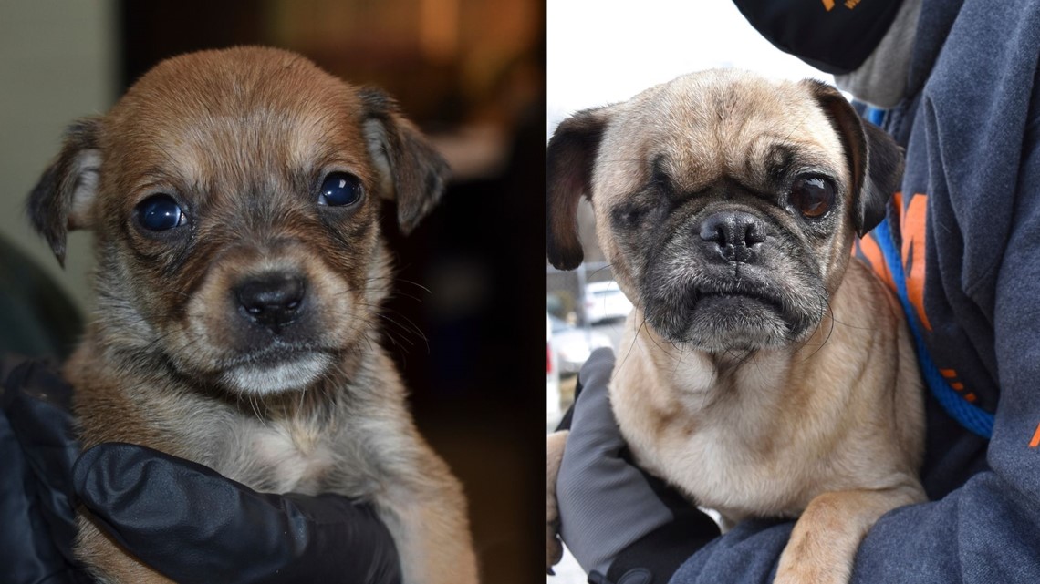 More than 60 neglected dogs, as well as livestock and other anima ...