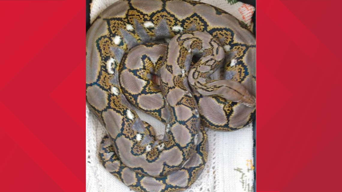 Search ends for 13-foot pet python on the loose in Stanley | wcnc.com