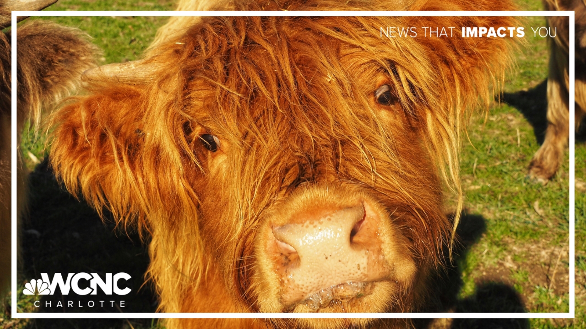 Why Highland cows are becoming more popular in North Carolina with ...