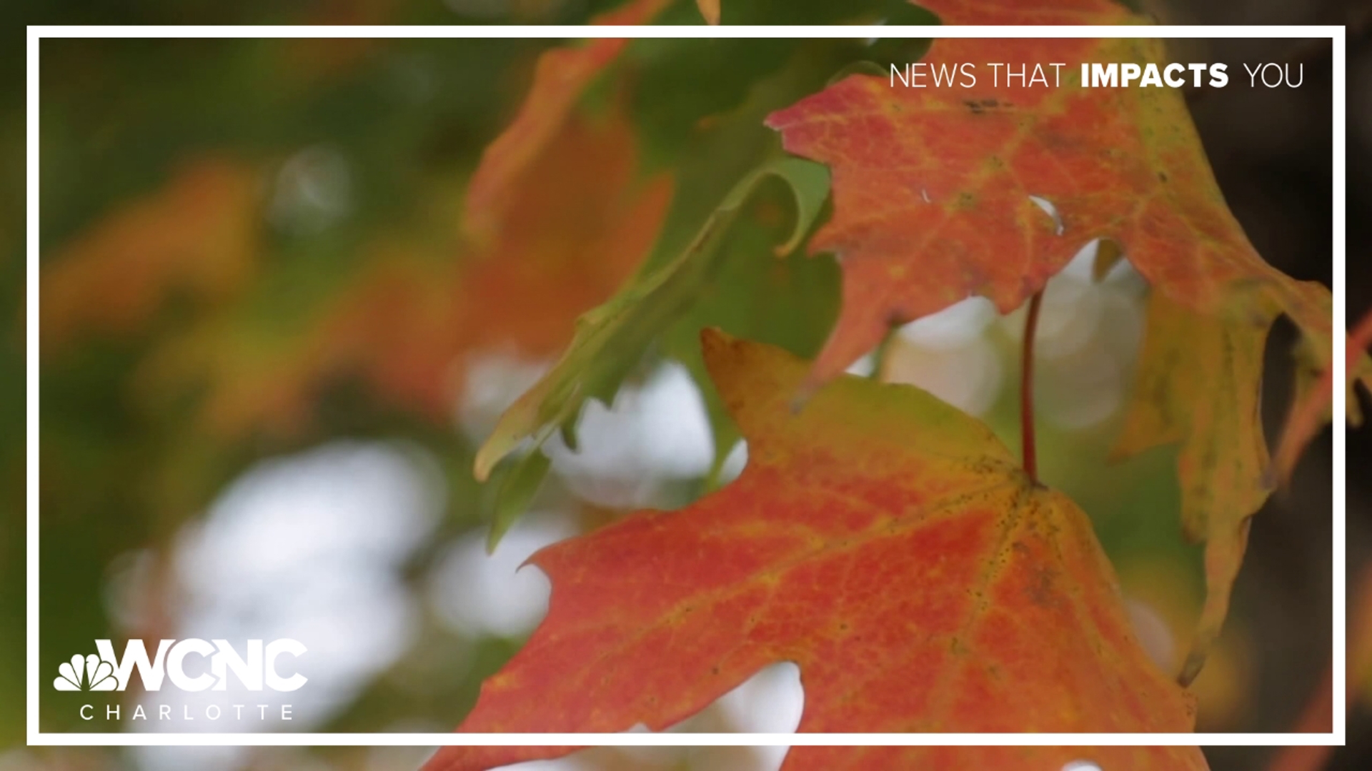 Why now is the best time to see fall foliage in the North Carolina ...