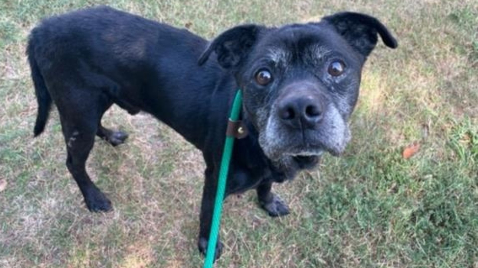 CMPD seeks urgent dog adoptions | wcnc.com