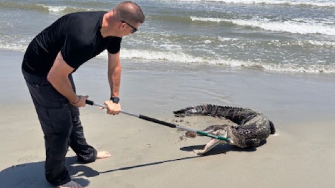 Alligator enjoys ocean dip at Sunset Beach | wcnc.com