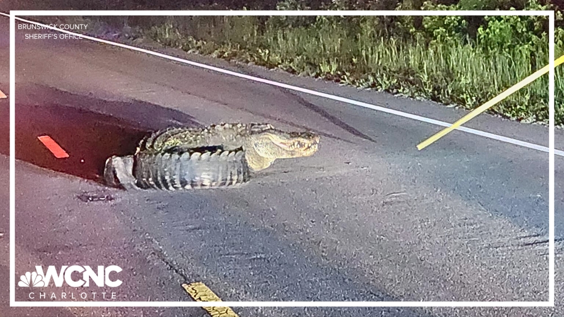 Deputies blast alligator lunging at cars in NC with water hose | wcnc.com