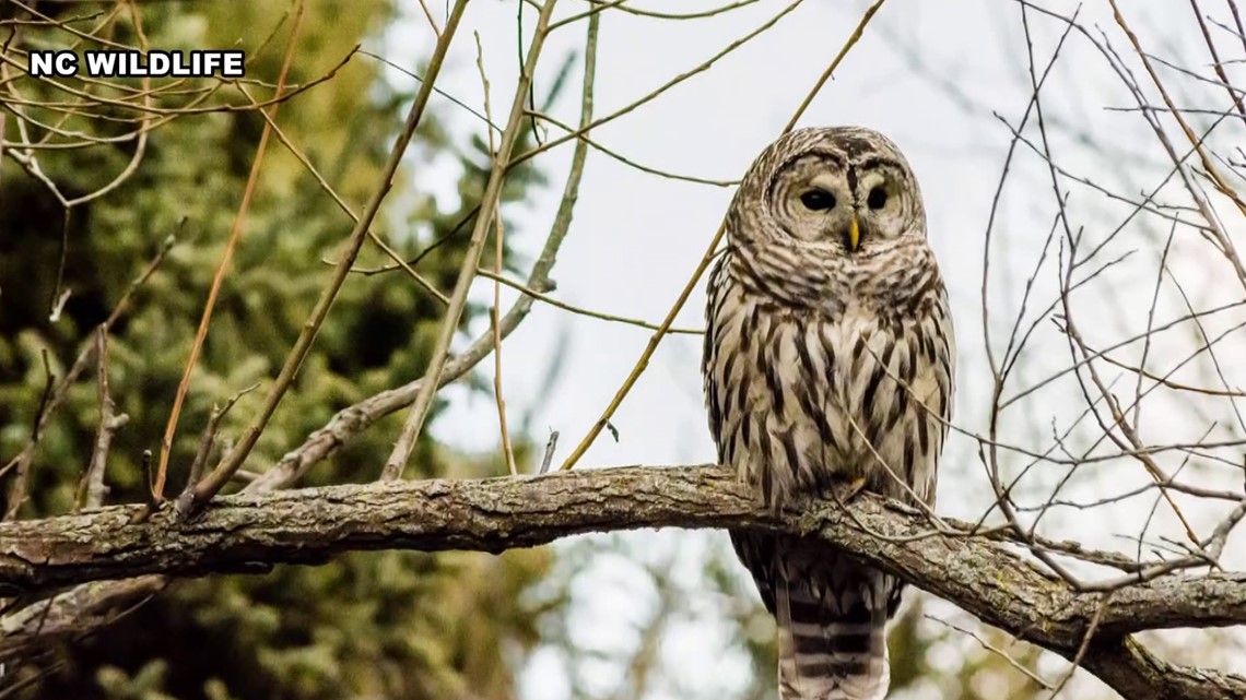 Neighbors on the lookout for aggressive owl in Charlotte | wcnc.com