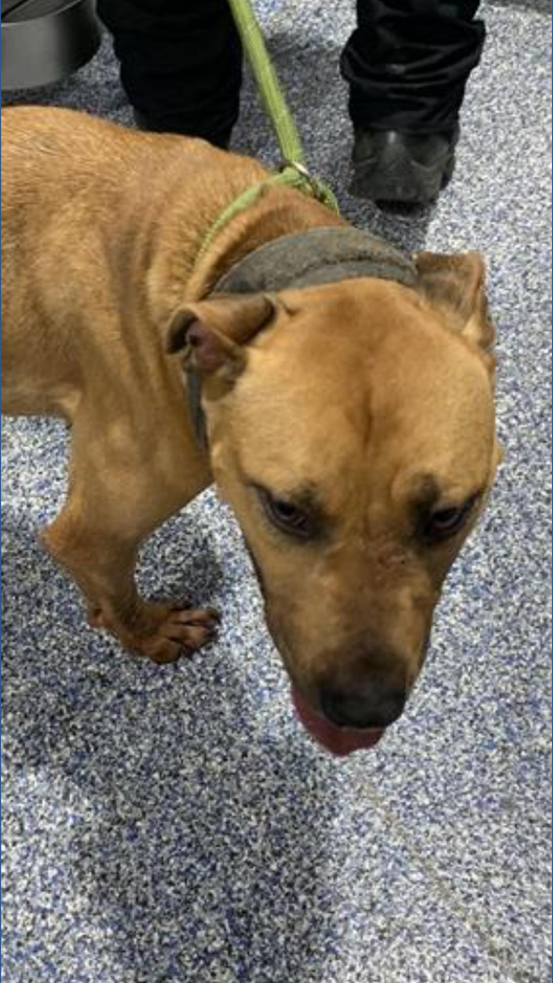 51 dogs taken in criminal case investigation face euthanasia | wcnc.com