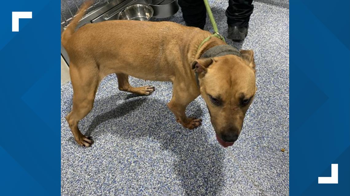 51 dogs taken in criminal case investigation face euthanasia | wcnc.com