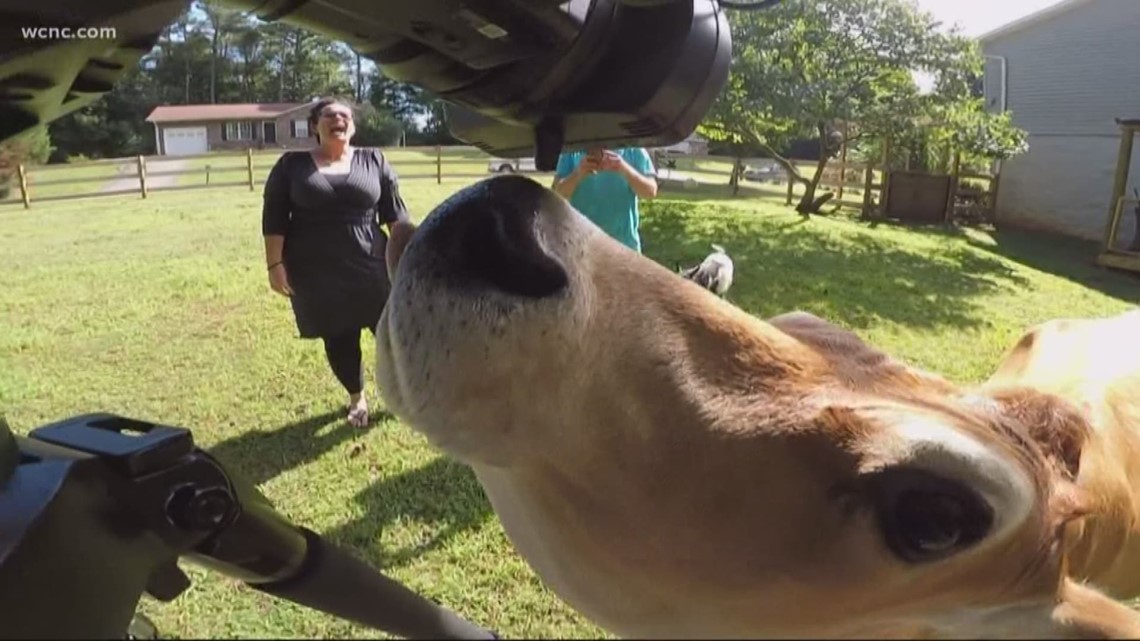 Charismatic cow from Catawba County goes viral | wcnc.com