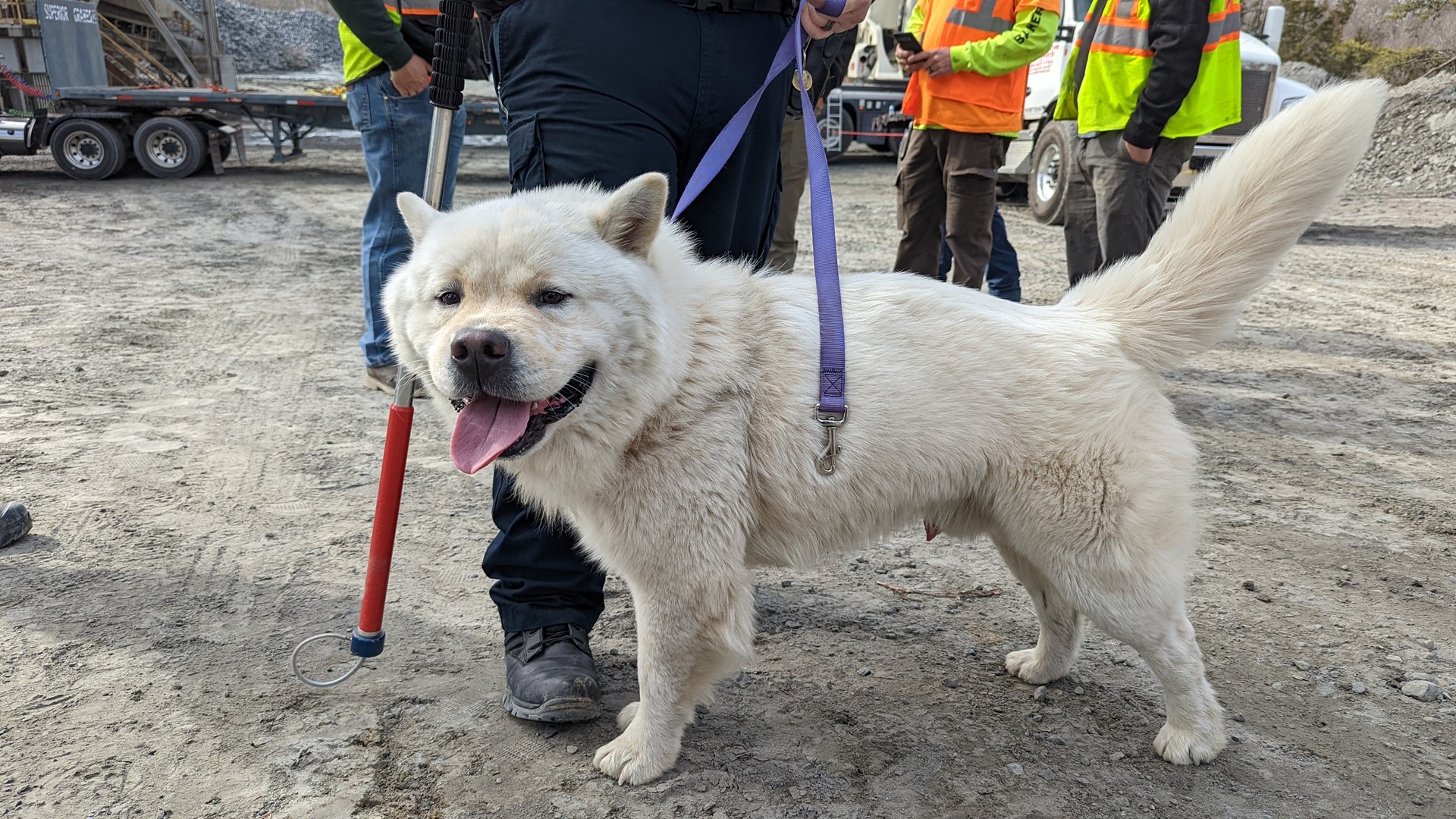 Rescuers in Charlotte use crane to lift trapped dog out of quarry ...