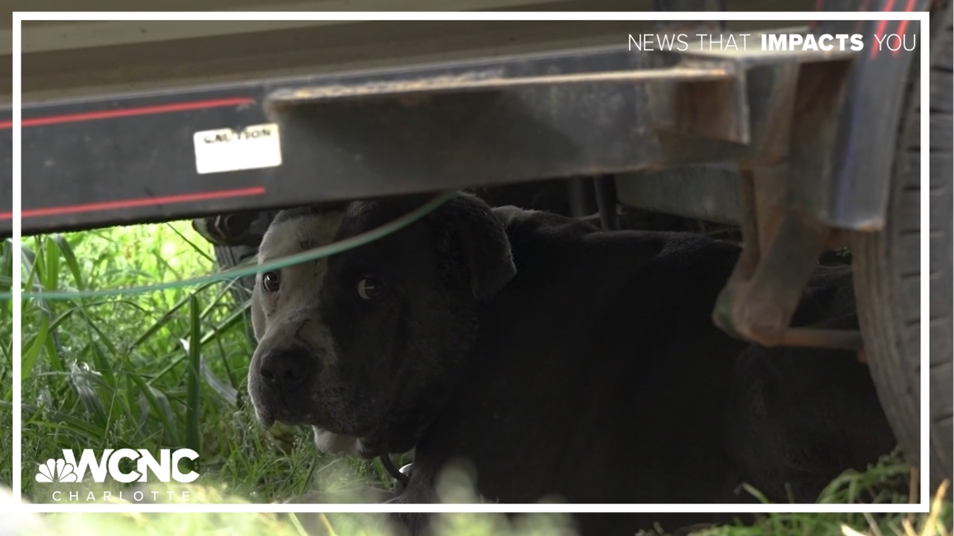 Law enforcement cracking down on illegal dogfighting: 'We will find you ...