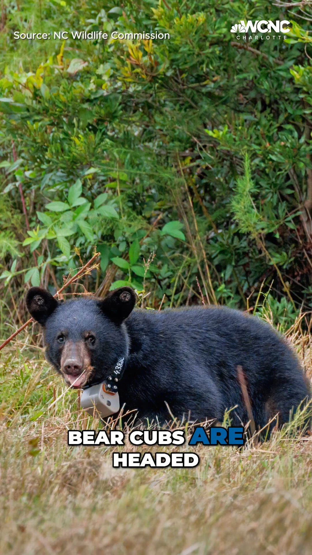 12 orphaned black bear cubs returned to the wild in North Carolina ...