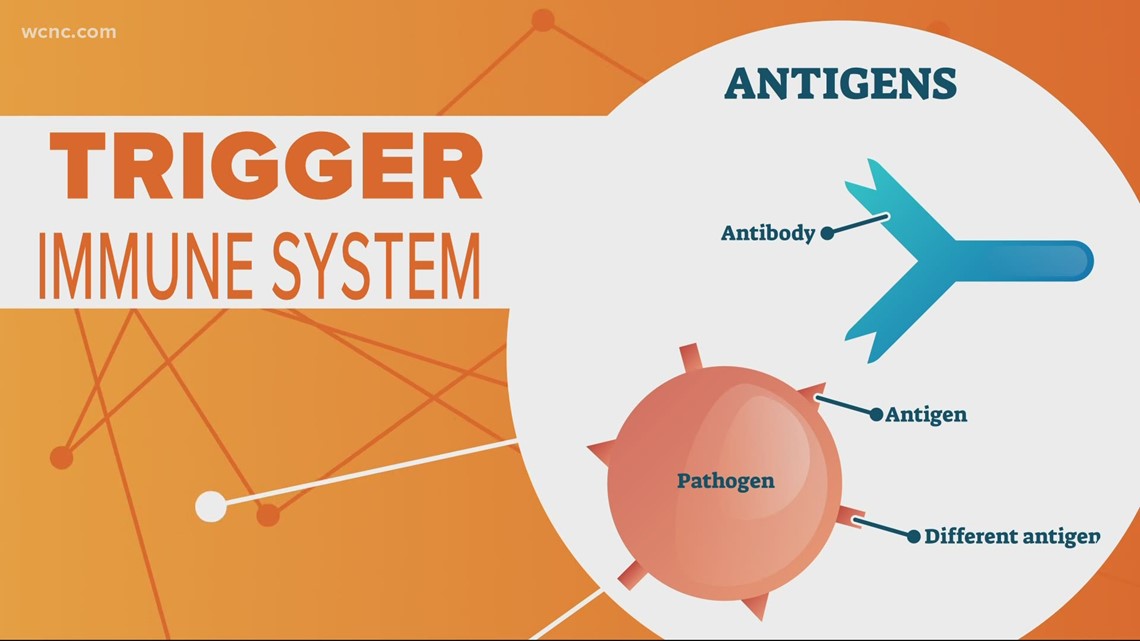How are vaccines made? Here's a look at what goes into creating a ...
