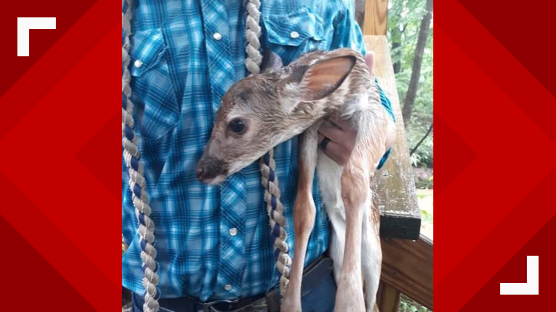 'Cold and scared' | Fawn rescued from floodwaters in Caldwell County ...