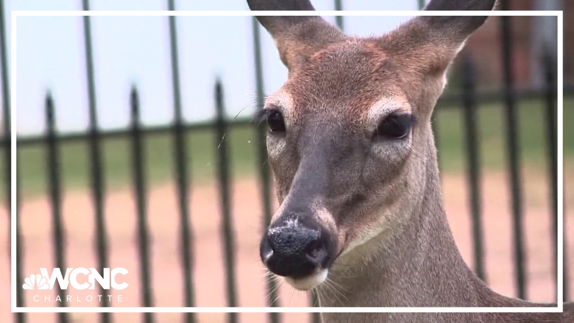 What to know about this year’s deer mating season | wcnc.com
