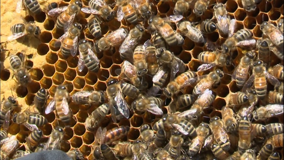 Charlotte joins Bee City USA initiative | wcnc.com