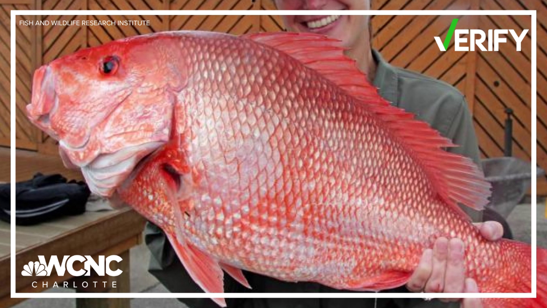 What are the red snapper mini-season rules? | wcnc.com