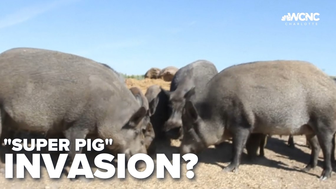 Canadian super pig invasion? | wcnc.com