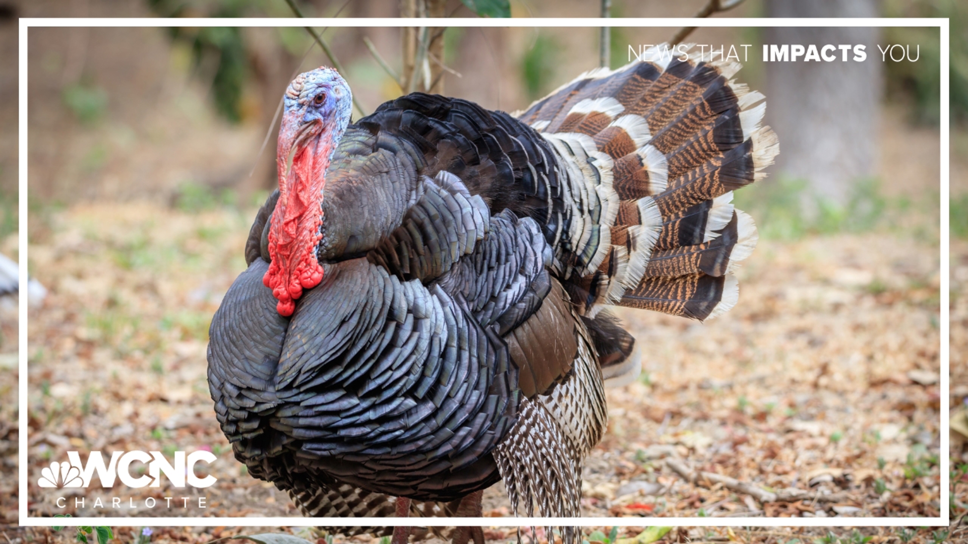 Governor Stein pardons turkeys to kick off 2025 holiday season | wcnc.com
