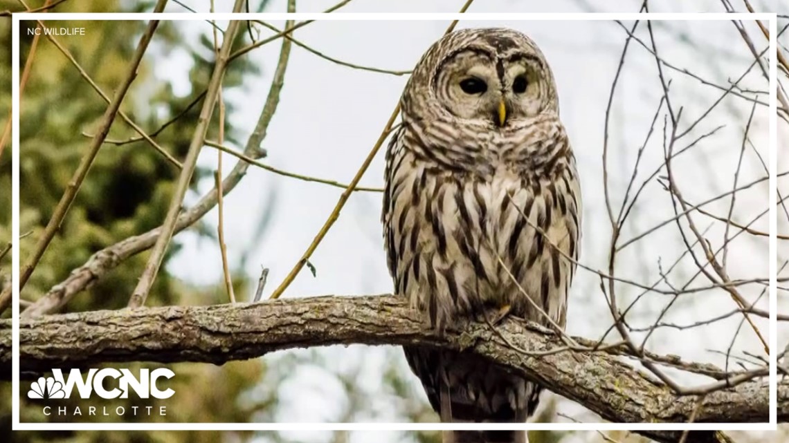 Neighbors on the lookout for aggressive owl | wcnc.com