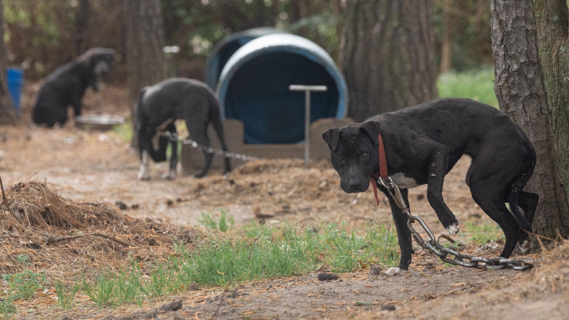 Law enforcement cracking down on illegal dogfighting: 'We will find you ...