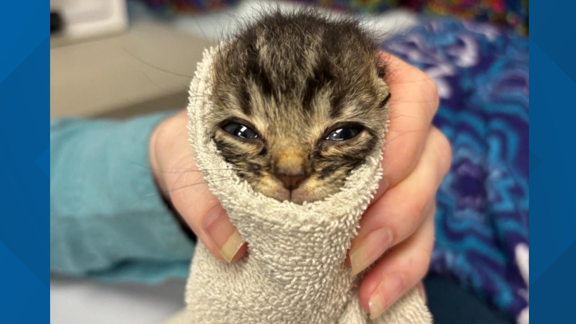 Charlotte animal shelter needs helps during kitten season | wcnc.com