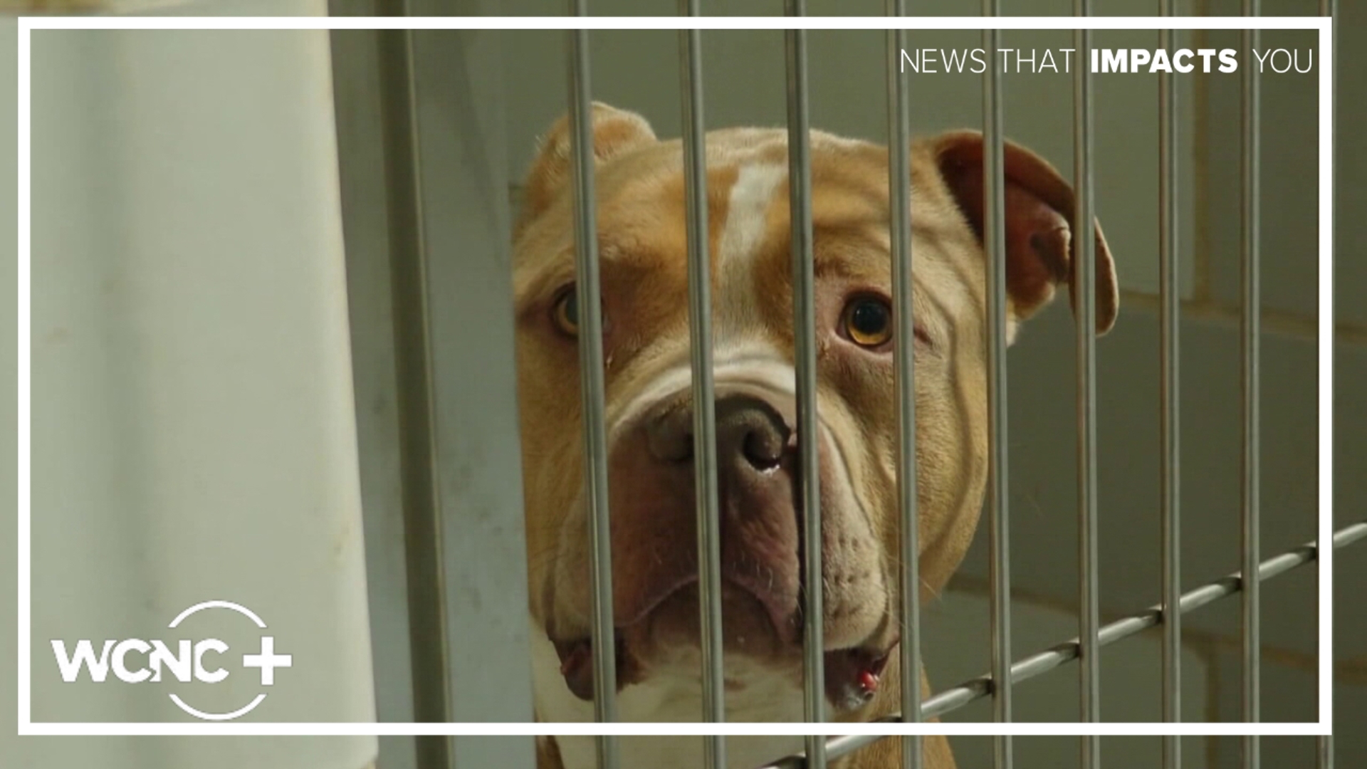 51 dogs taken in criminal case investigation face euthanasia | wcnc.com