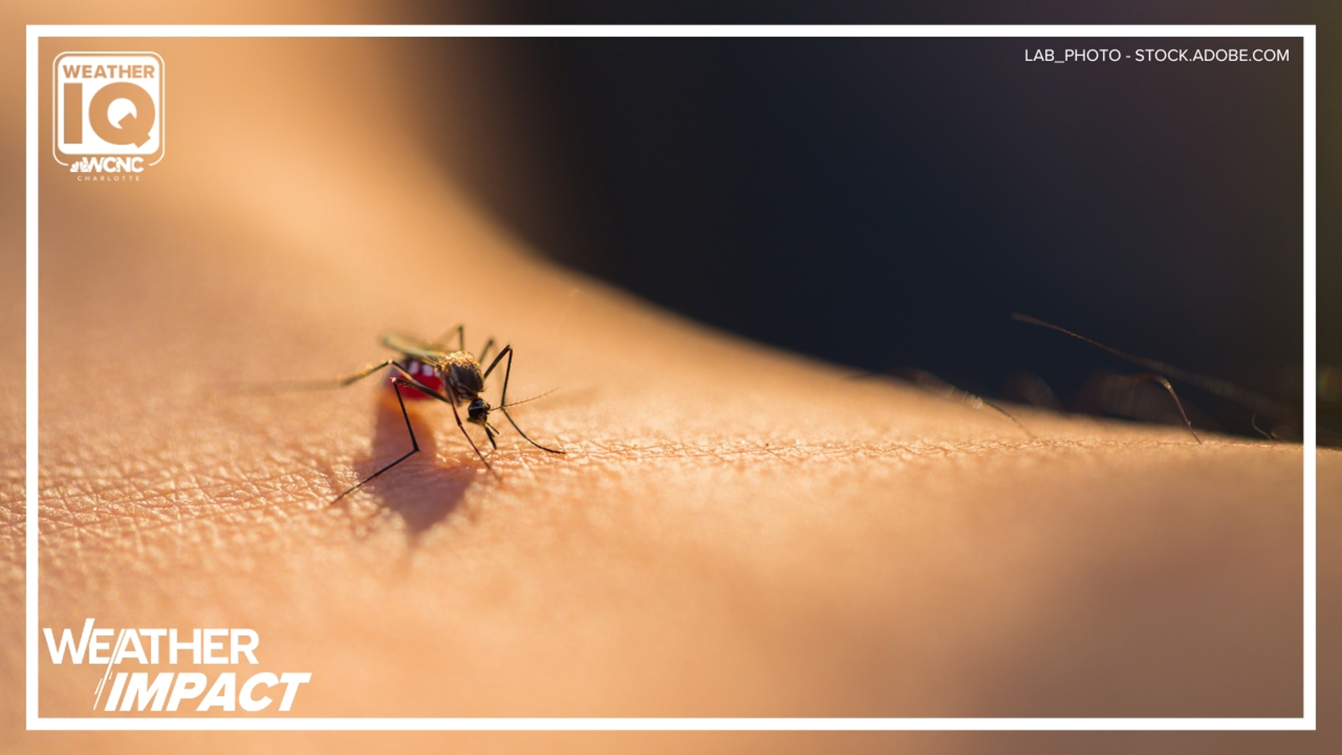What happens to mosquitoes during winter? Weather IQ | wcnc.com