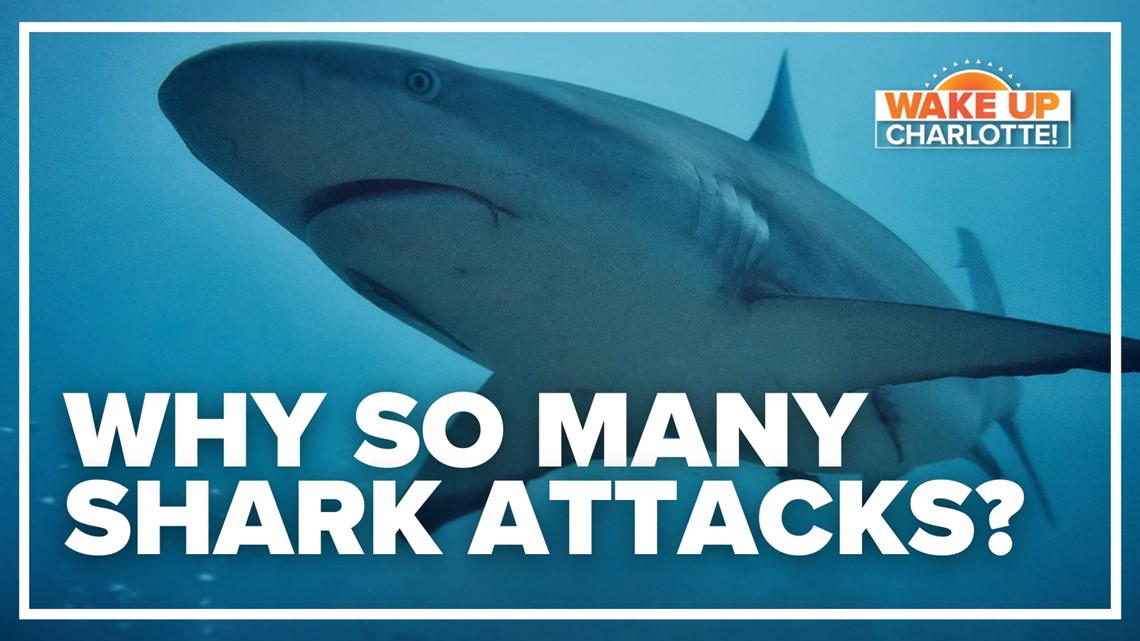 Why could recent shark attacks in the U.S. be a case of mistaken identity? | wcnc.com