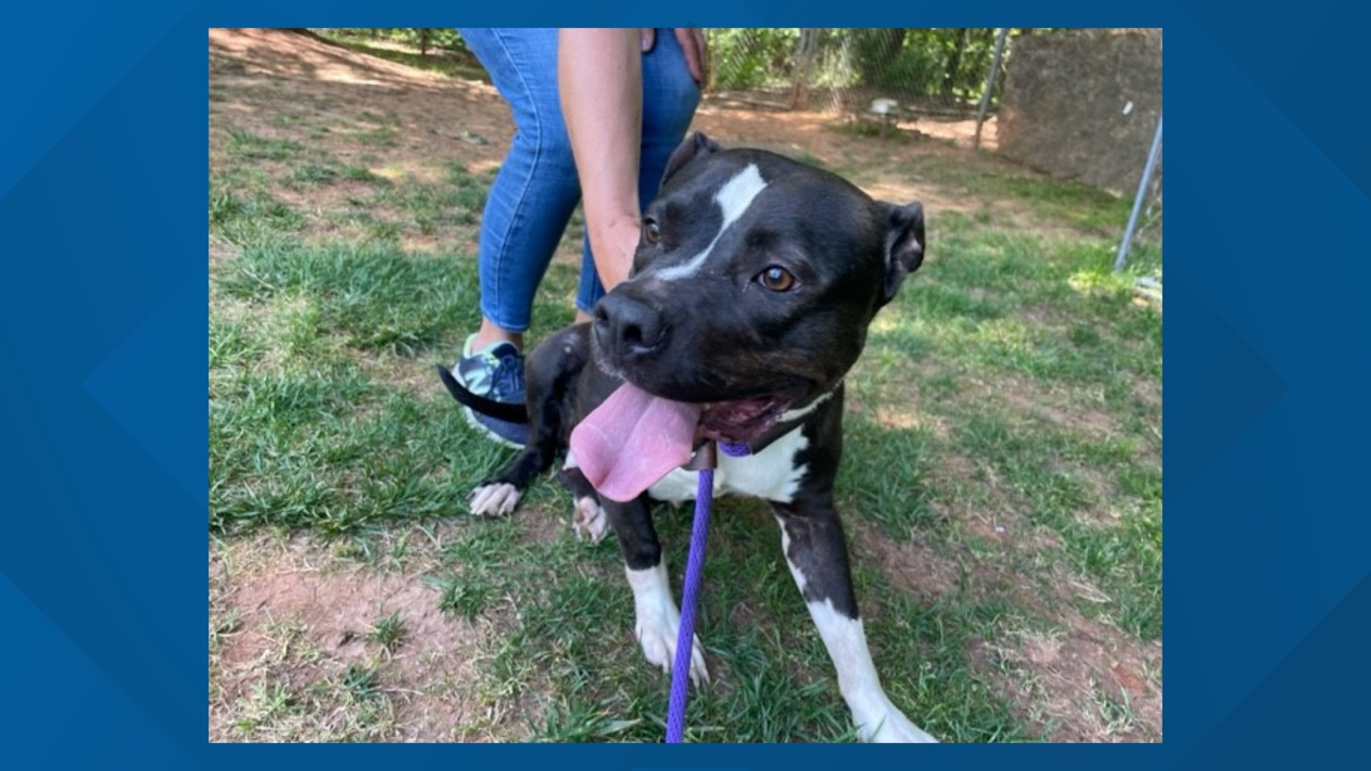 Charlotte animal shelter pleads for community to help | wcnc.com