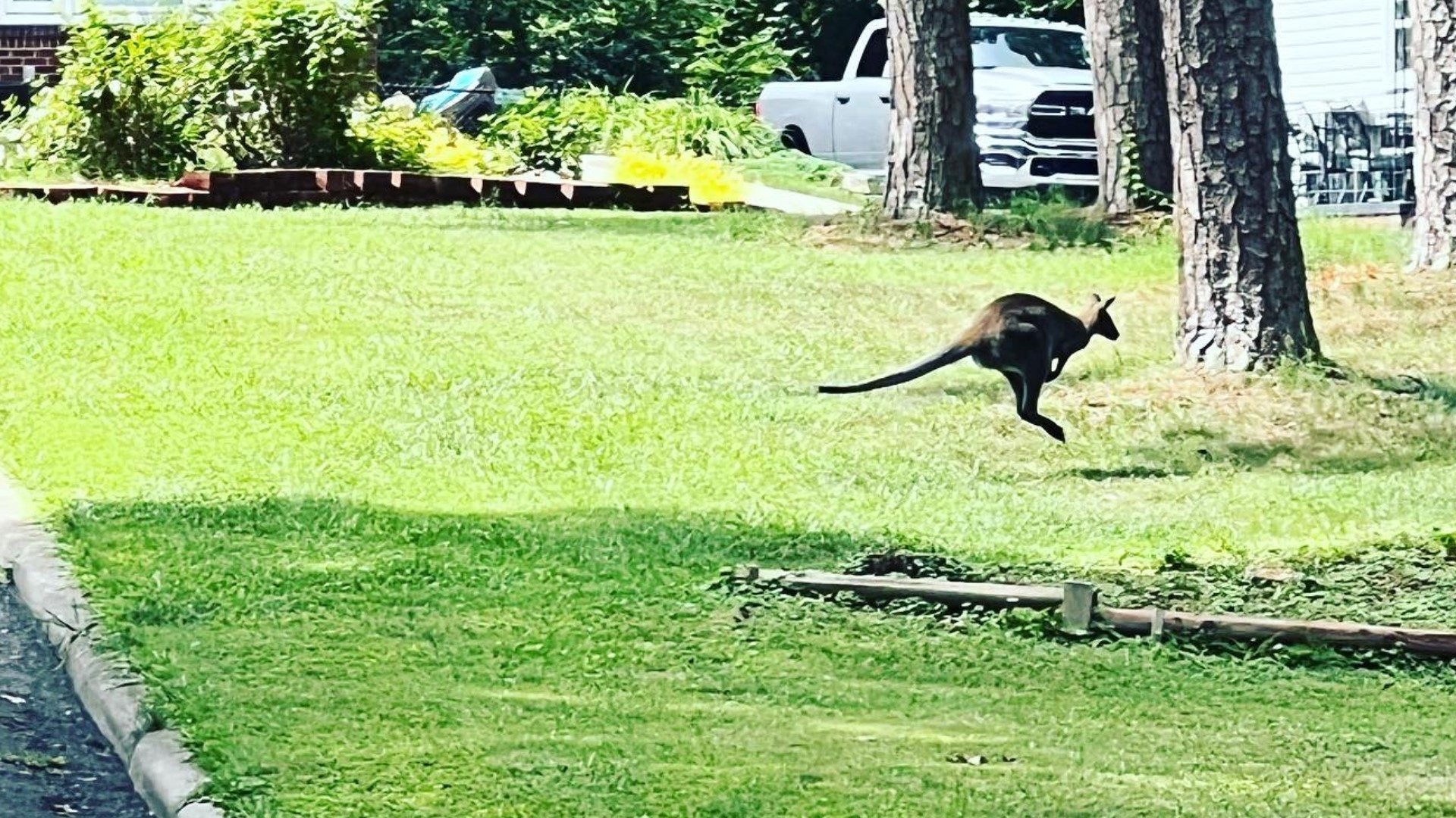 Wallaby spotted in North Carolina neighborhood: 'A sight to see' | wcnc.com