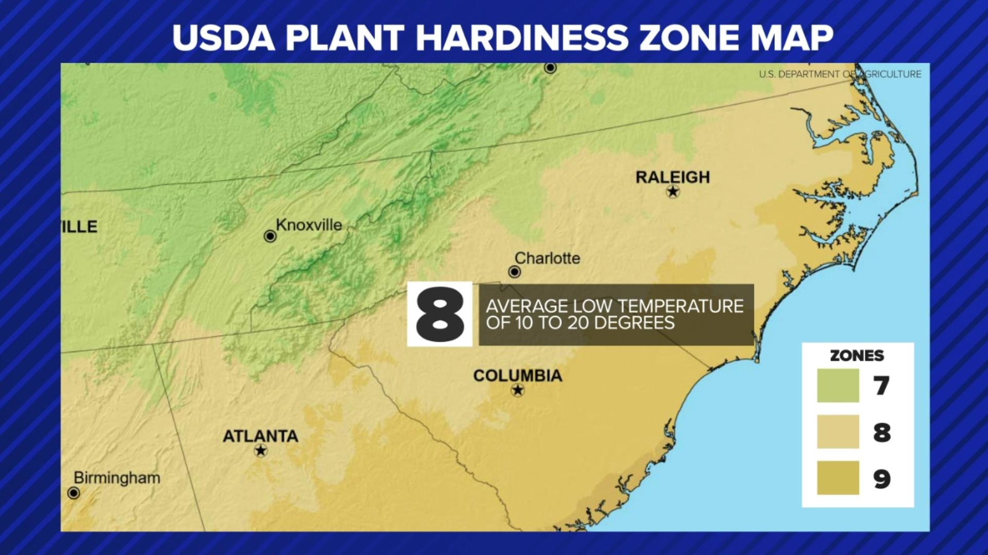Spanish moss growing further north than usual | Weather IQ | wcnc.com