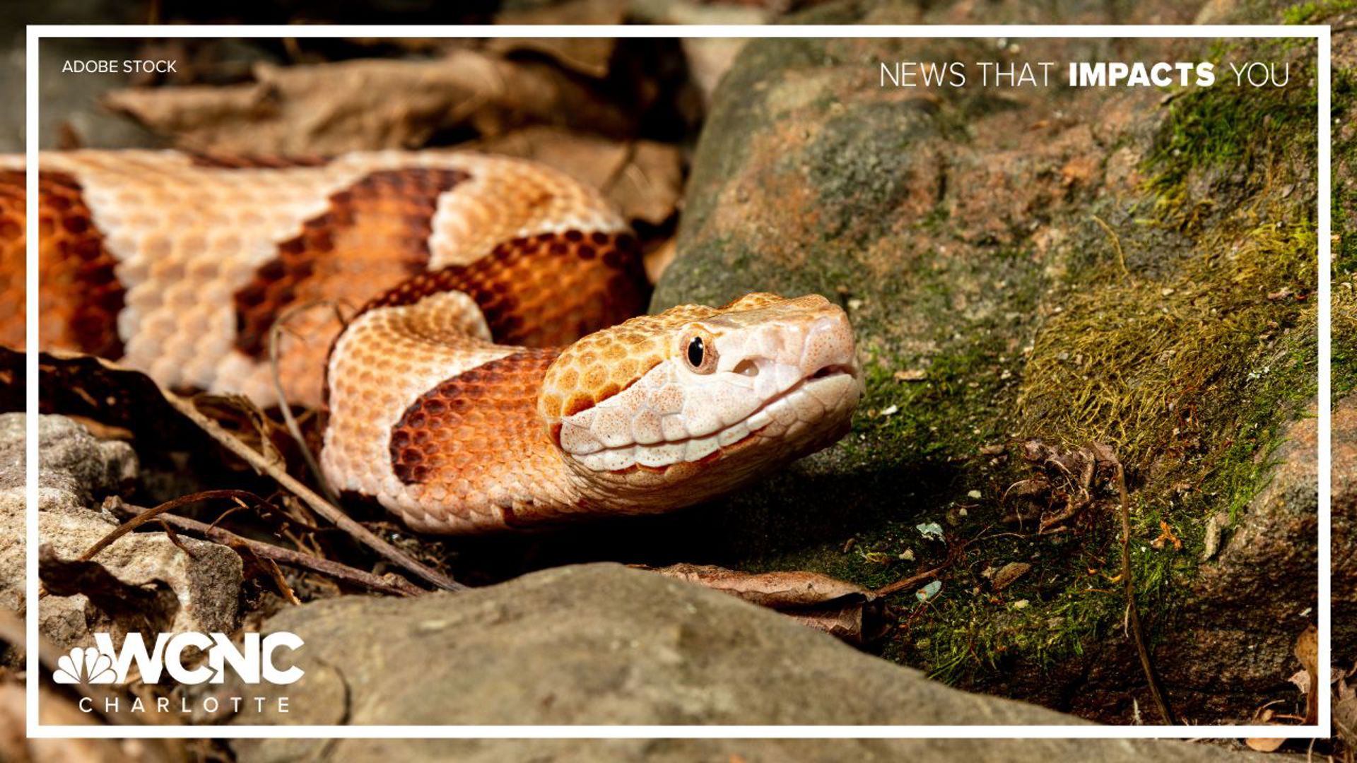VERIFY: These species of snake are protected in North Carolina | wcnc.com
