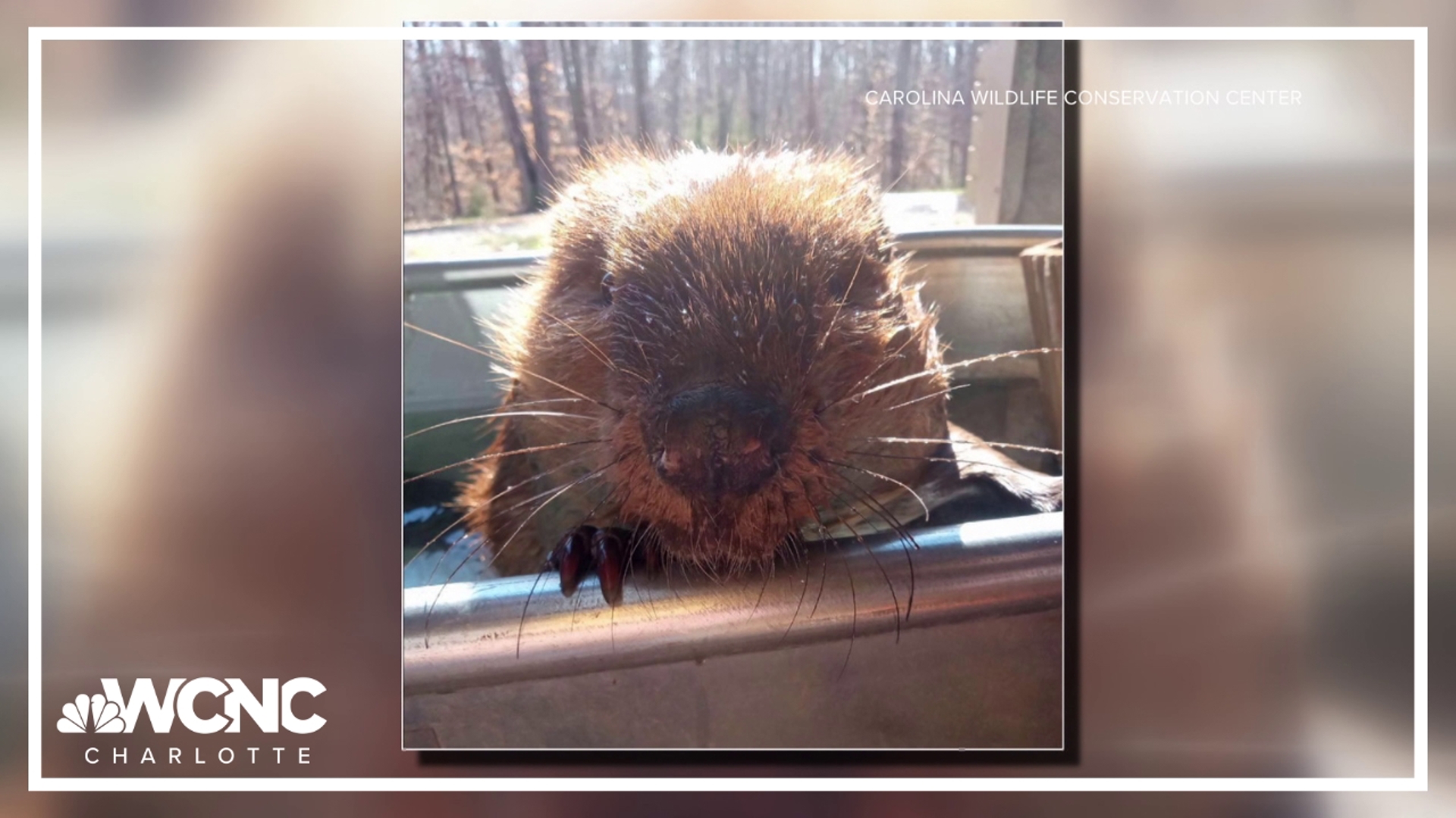 Beaver found with hypothermia nursed to health by Charlotte wildlife ...
