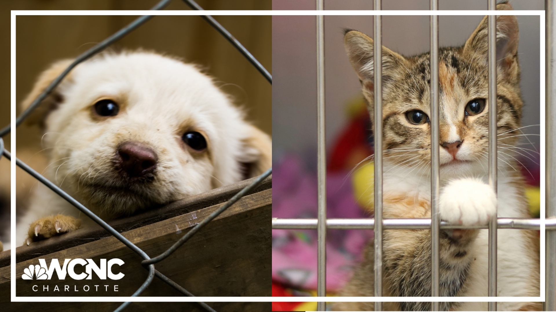 York County, SC animal shelter requests $26M for renovations | wcnc.com