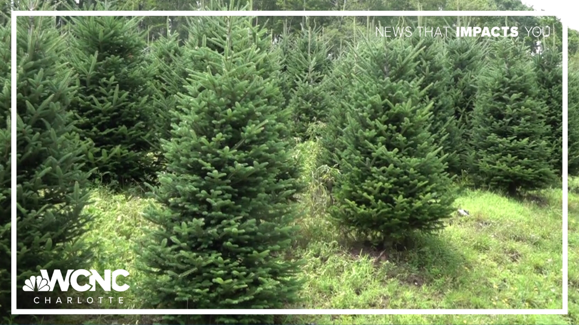 Christmas tree farms in western NC bouncing back | Helene, one year ...