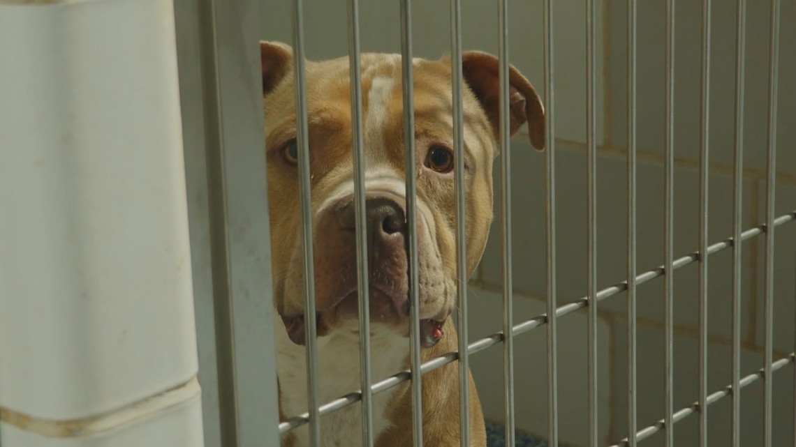 Charlotte animal shelter ends renovations, focuses on expansion | wcnc.com