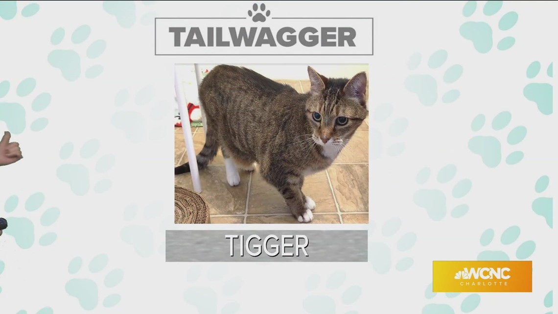 Today's Tuesday Tailwagger is Tigger! | wcnc.com
