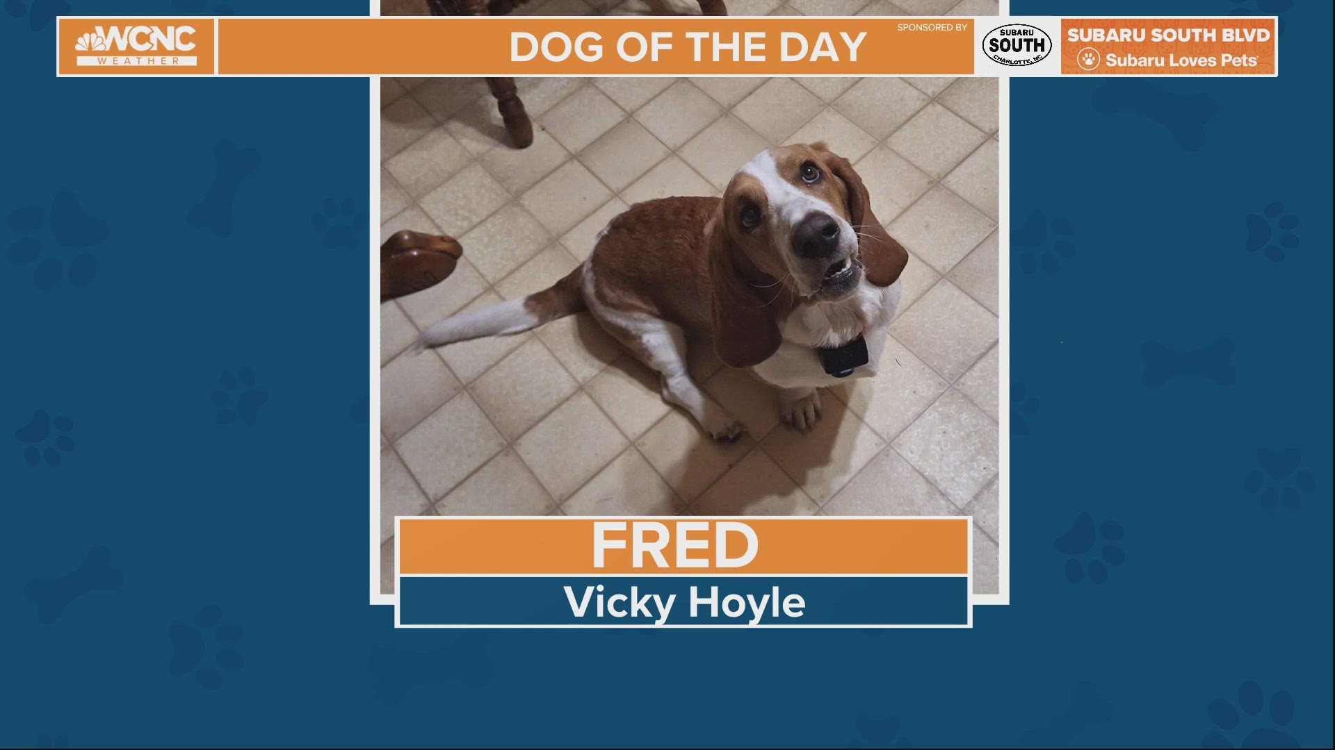 Dog of the Day: Fred! - Nov. 8, 2023 | wcnc.com