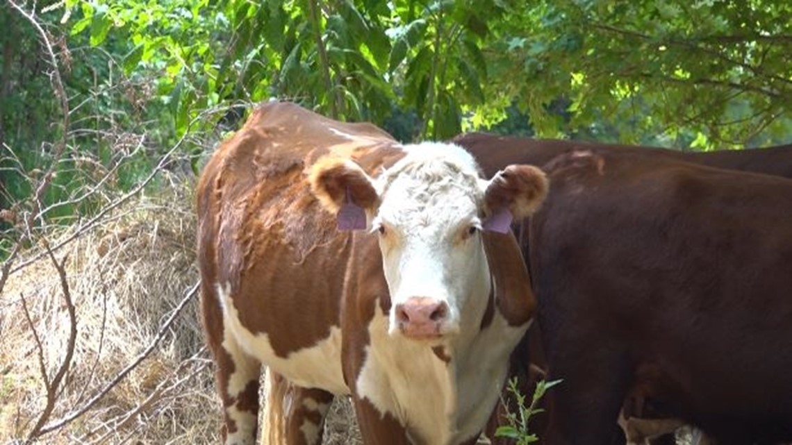 Chester County farmer shares the impact of inflation | wcnc.com