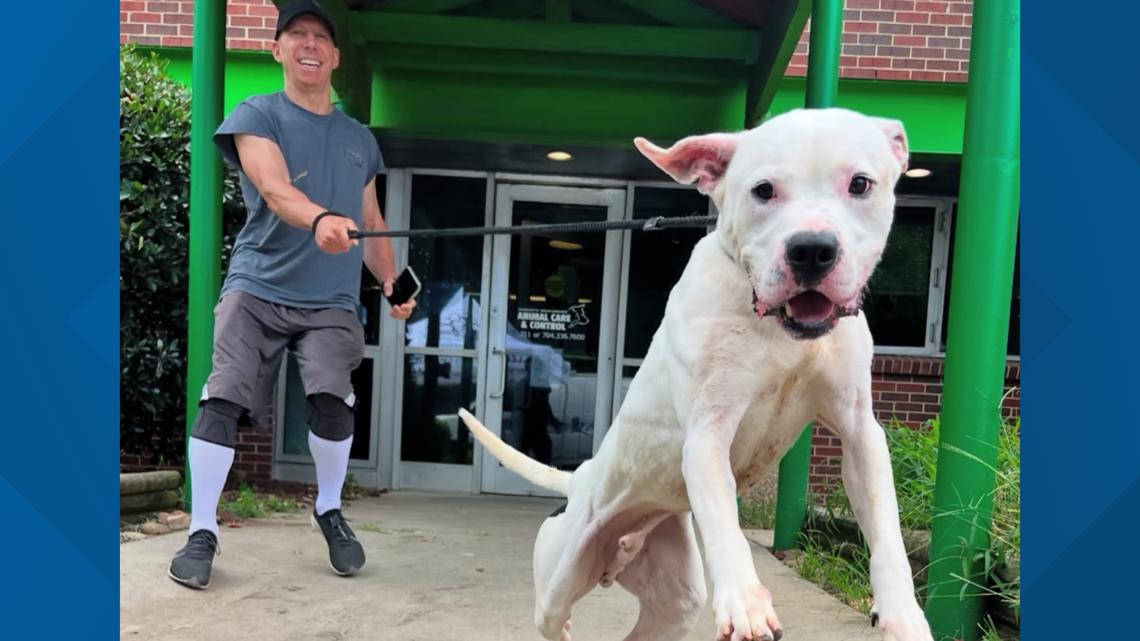How a Charlotte run club is wagging tails at the animal shelter | wcnc.com
