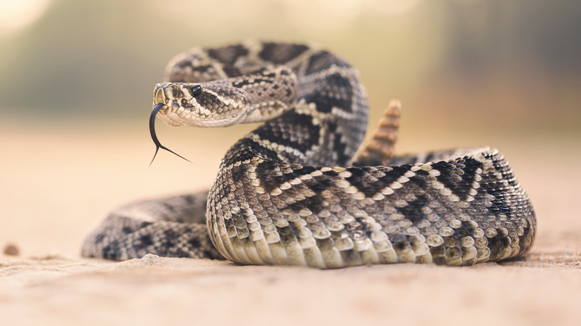 NC wildlife officials report rise in sightings of rattlesnakes | wcnc.com