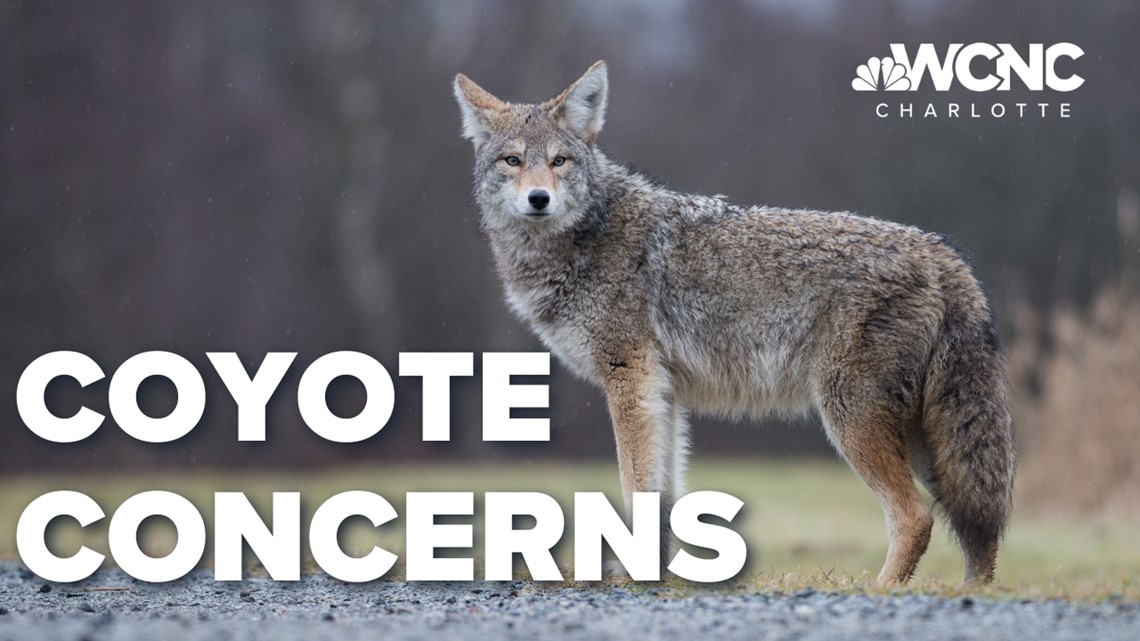 Tips to stay safe during coyote migration season | wcnc.com