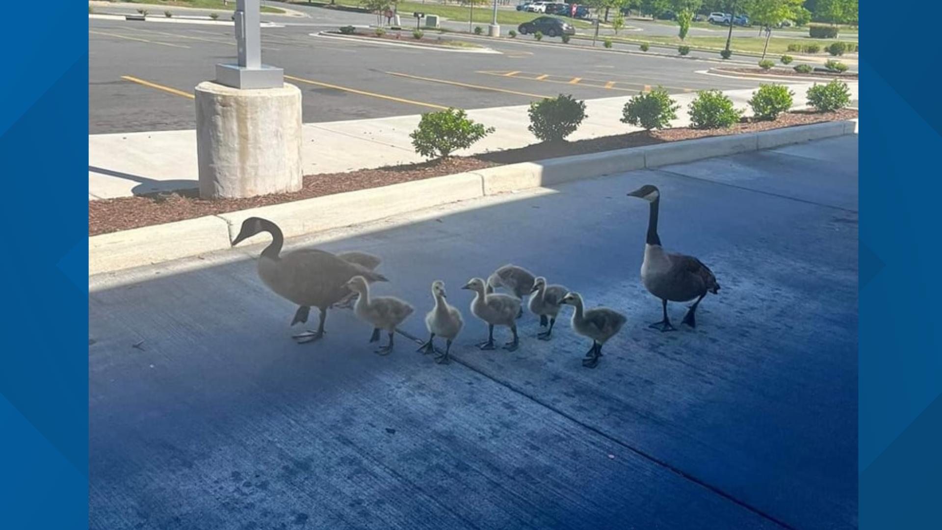 NC wildlife experts looking for people stealing geese babies | wcnc.com
