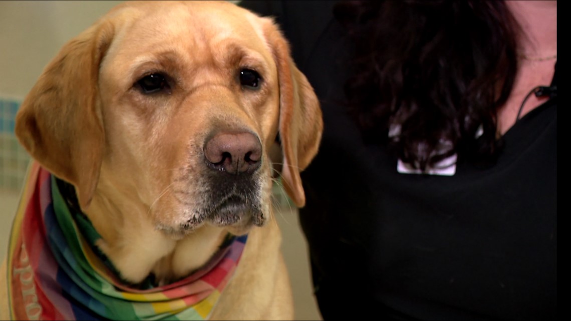 Yellow lab Sprout brightening Levine Children's Hospital hallways ...