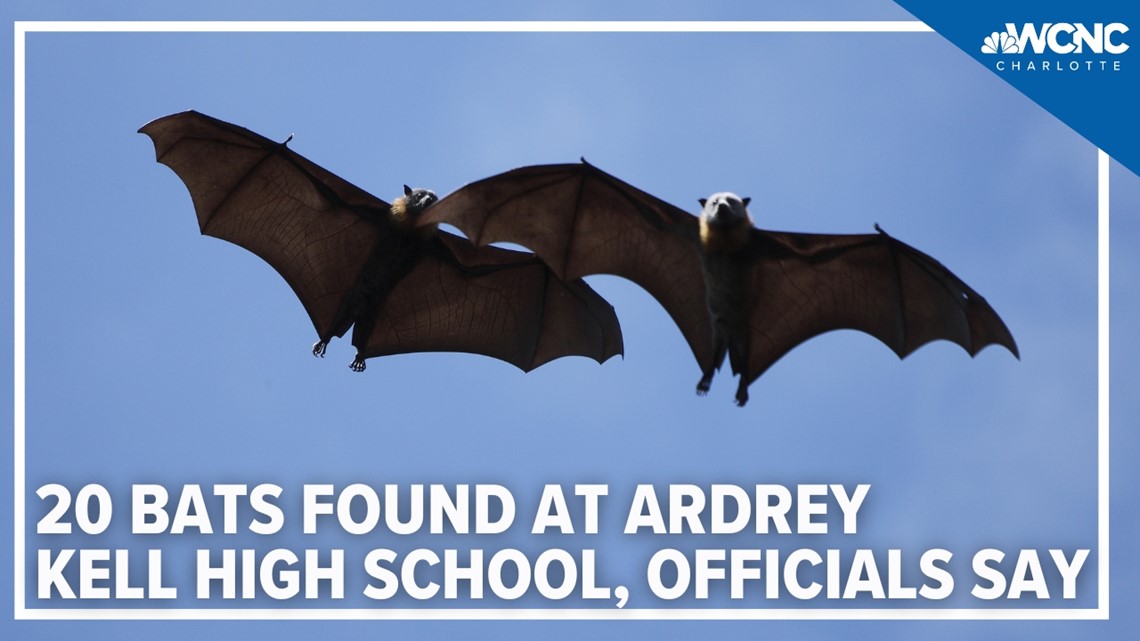 20 bats found at local Charlotte High School, offcials say | wcnc.com