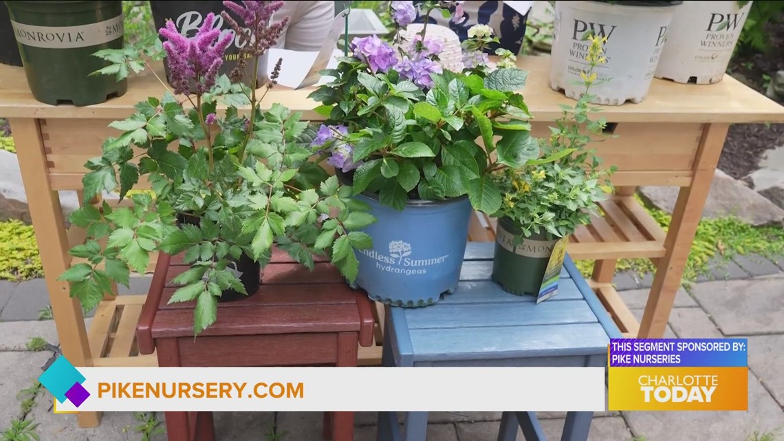 Growing Hydrangeas & Pollinator Plants | wcnc.com